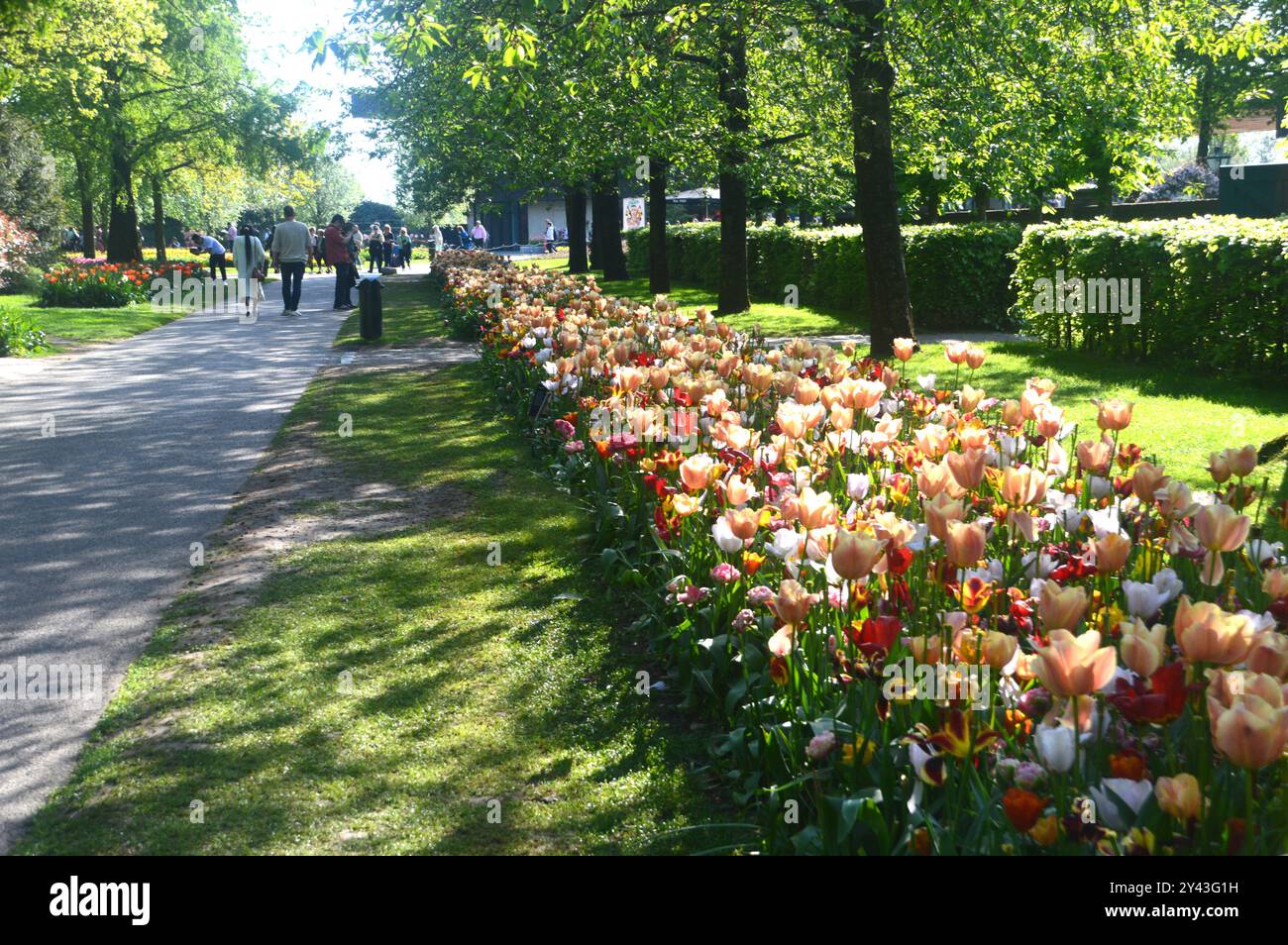 People Walking on Tree Lined Path by Borders of Tulips on Display at ...
