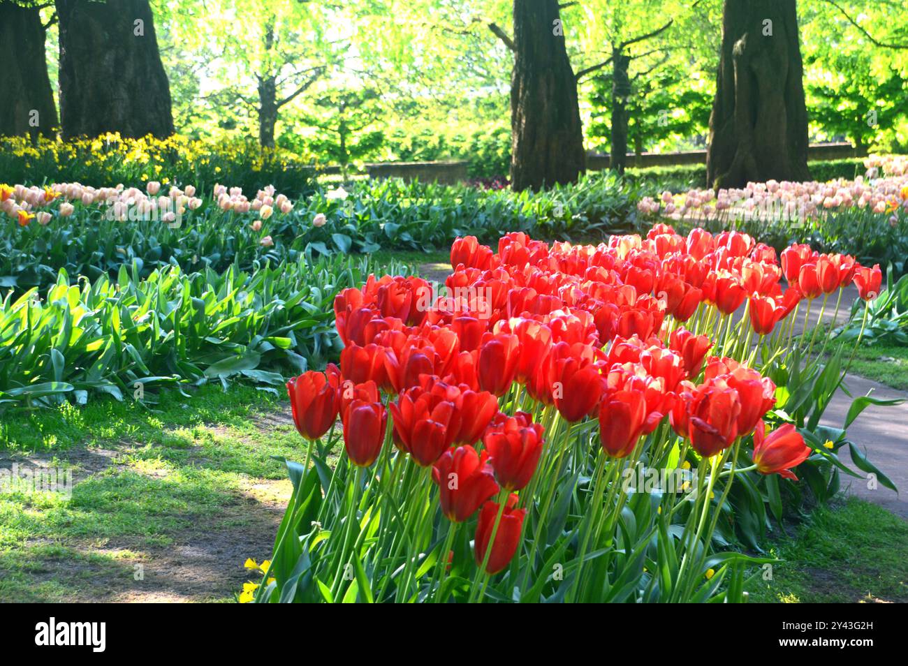 Flower Beds and Borders of Tulips on Display by Grass Lawns at ...