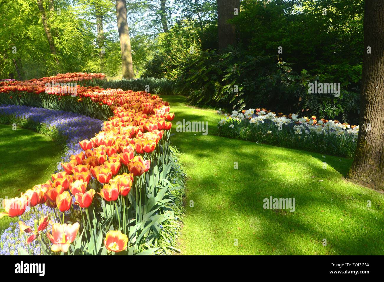 Flower Beds and Borders of Tulips on Display by Grass Lawns at ...