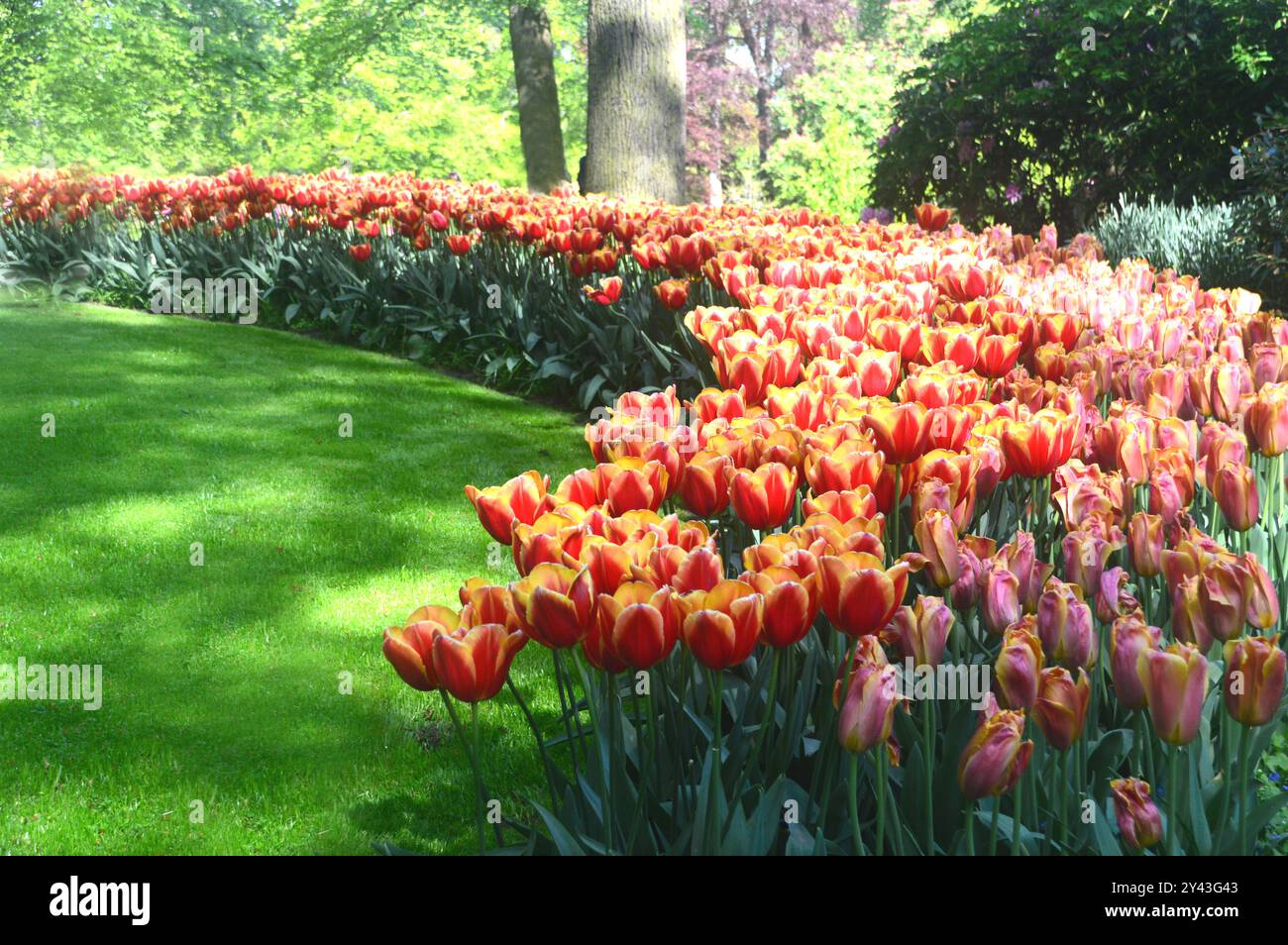Flower Beds and Borders of Tulips on Display by Grass Lawns at ...