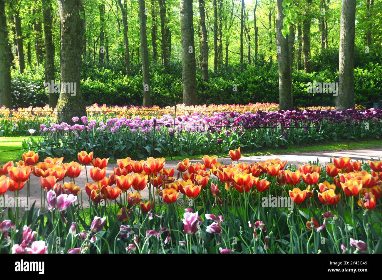 Flower Beds and Borders of Tulips on Display by Grass Lawns at ...