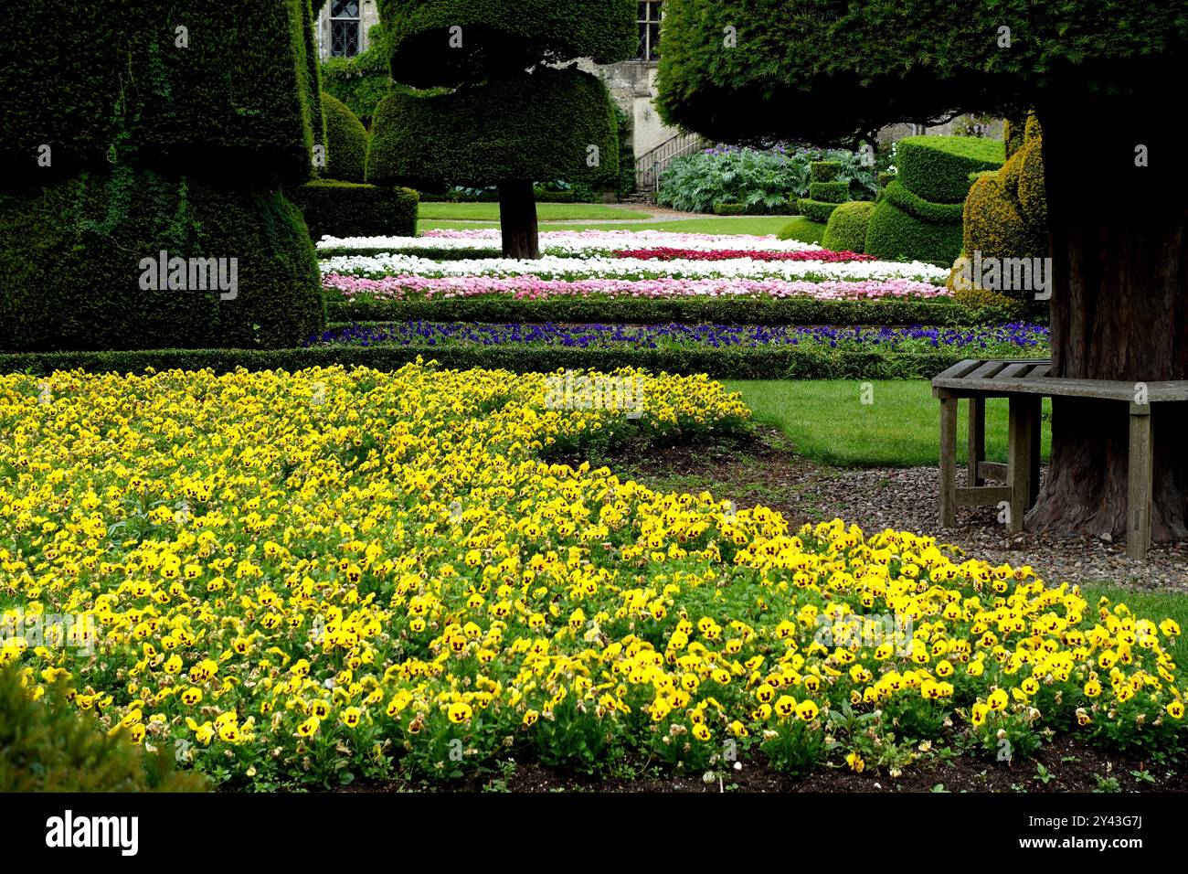 Colourful Pansies in Flower Beds & Borders at Levens Hall Manor House ...
