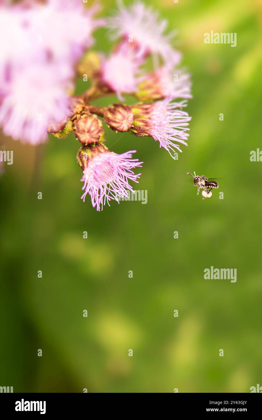 Tetragonula carbonaria is a stingless bee, endemic to the north-east ...