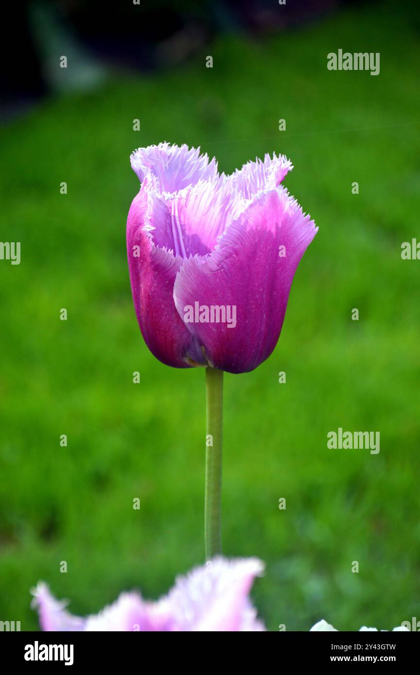 Single Solitary Pink/Purple 'Tulipa Louvre' Fringed Tulip on Display at ...