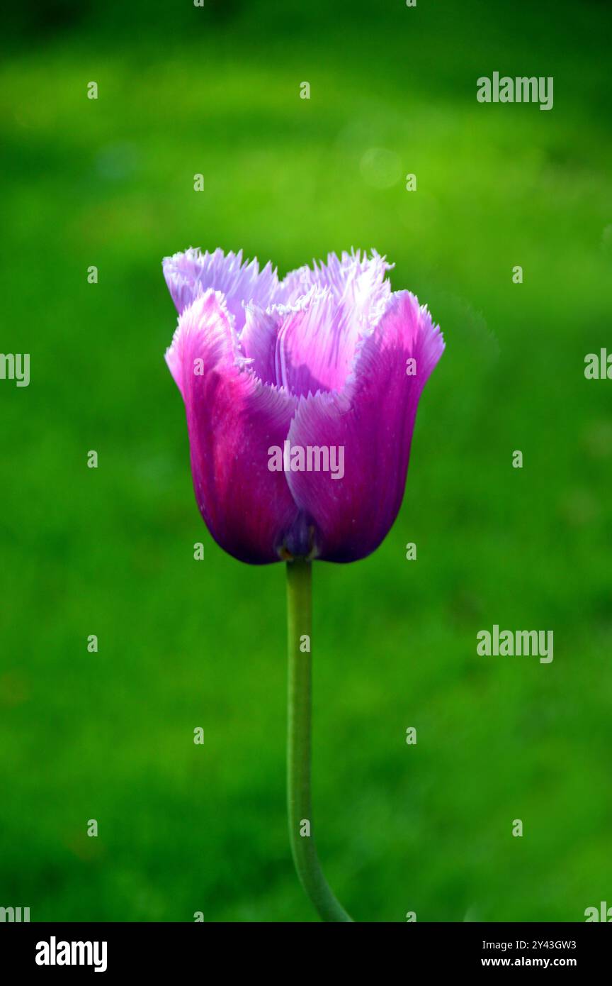Single Solitary Pink/Purple 'Tulipa Louvre' Fringed Tulip on Display at ...