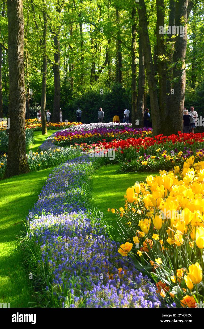 People Walking on Path by Borders of Tulips on Display at Keukenhof ...