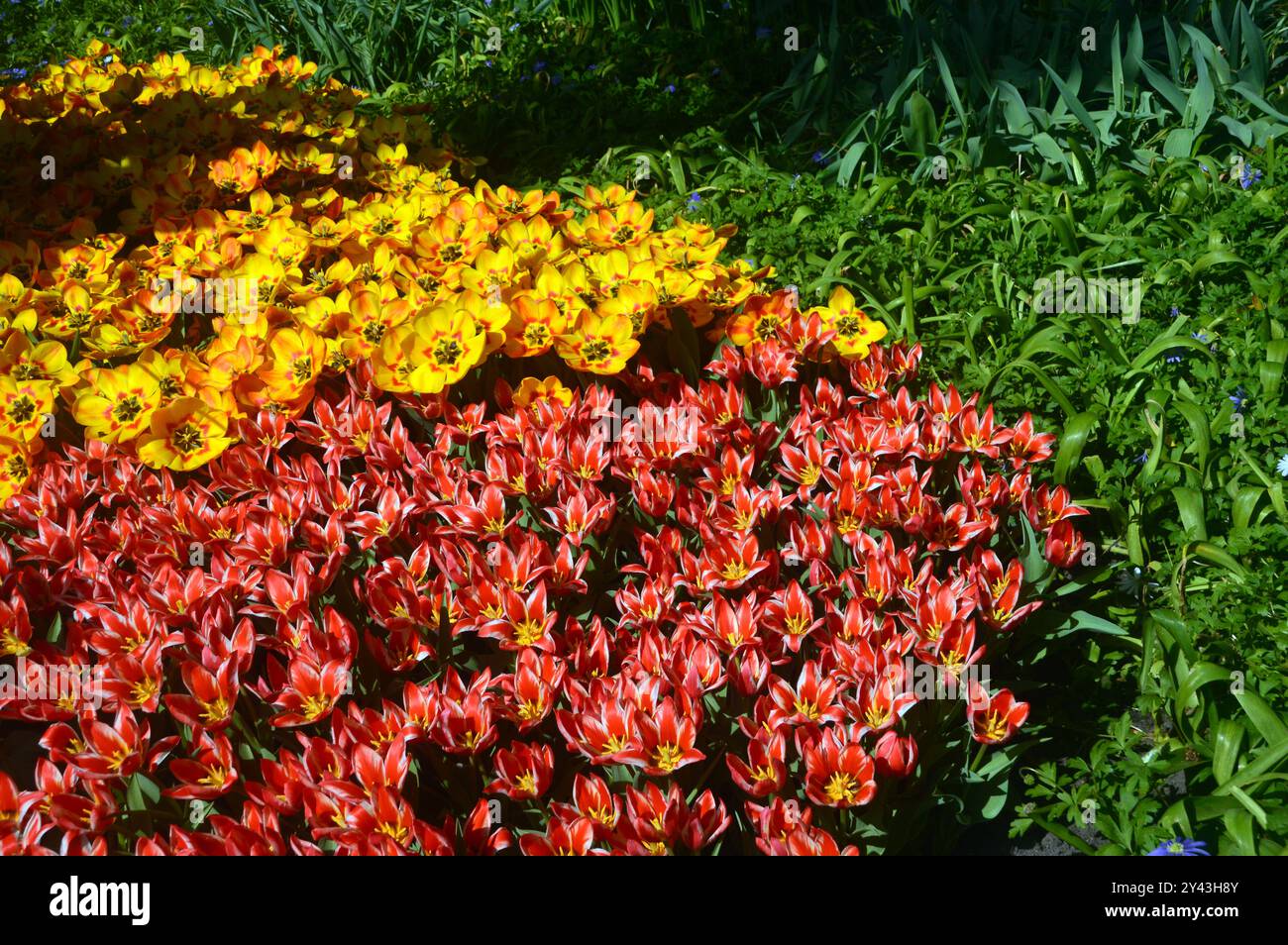 Yellow & Red Flower Beds and Borders of Tulips on Display by Grass ...