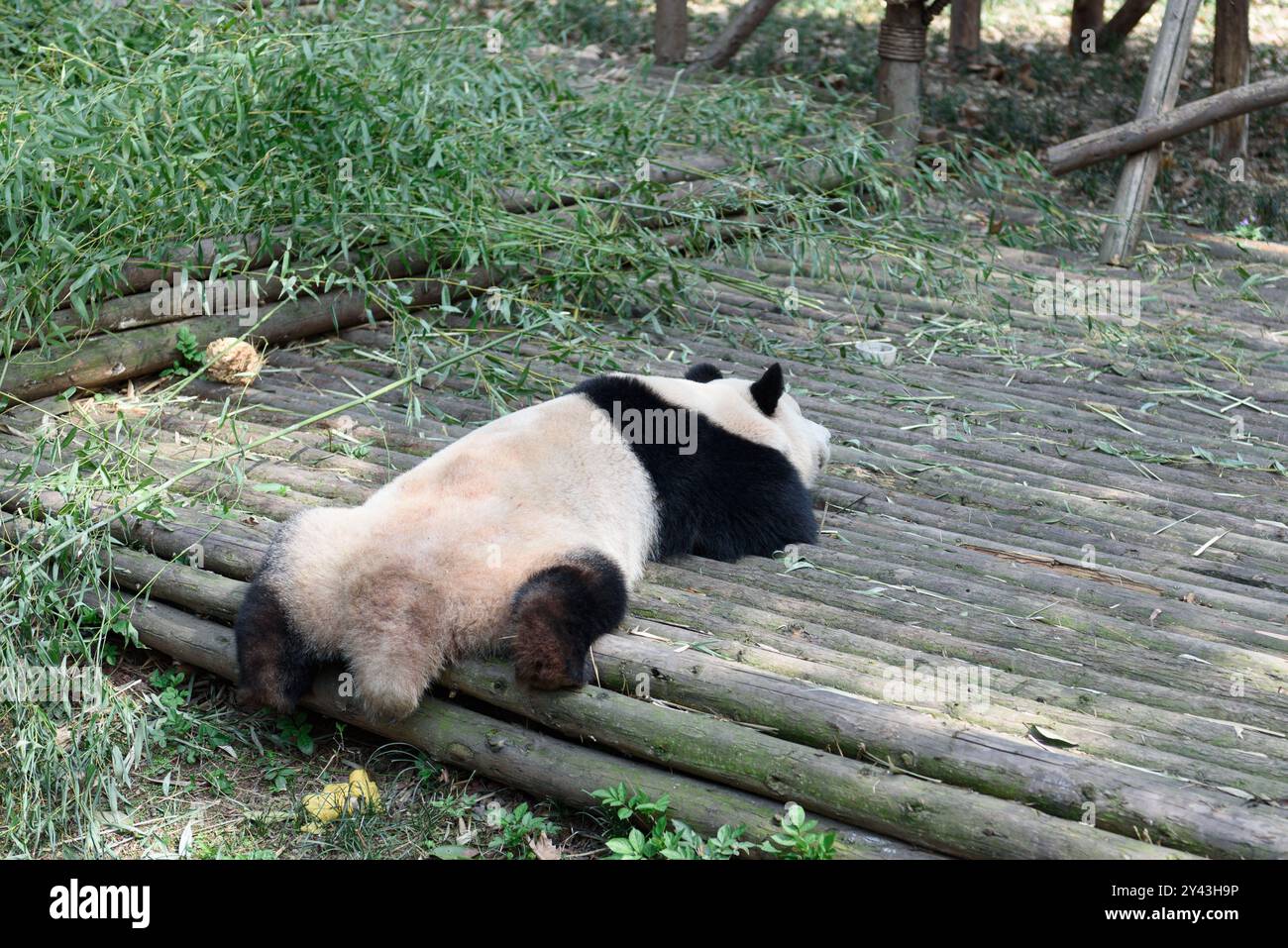 A panda sleeping and having a poo Stock Photo - Alamy