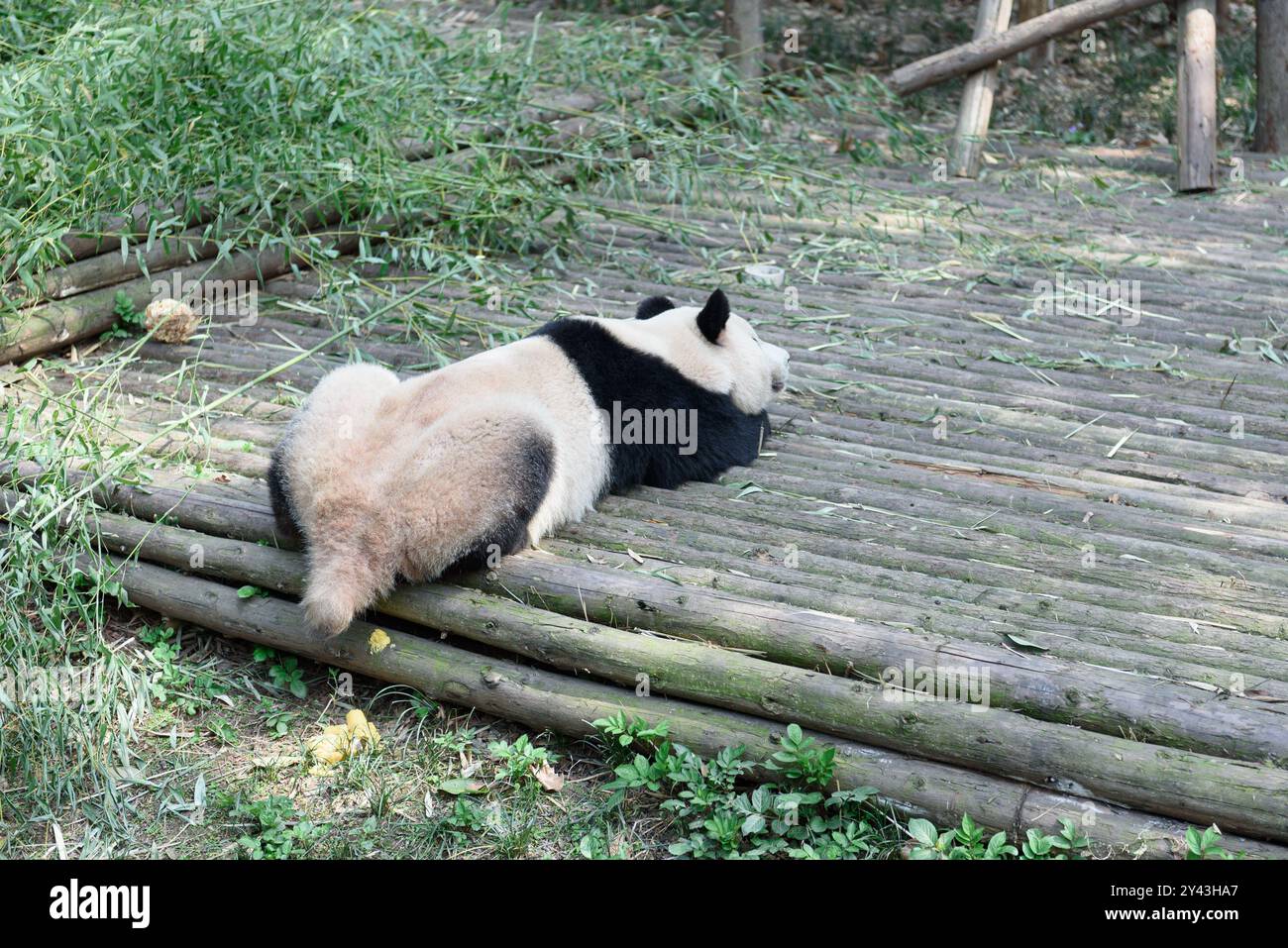 A panda sleeping and having a poo Stock Photo - Alamy