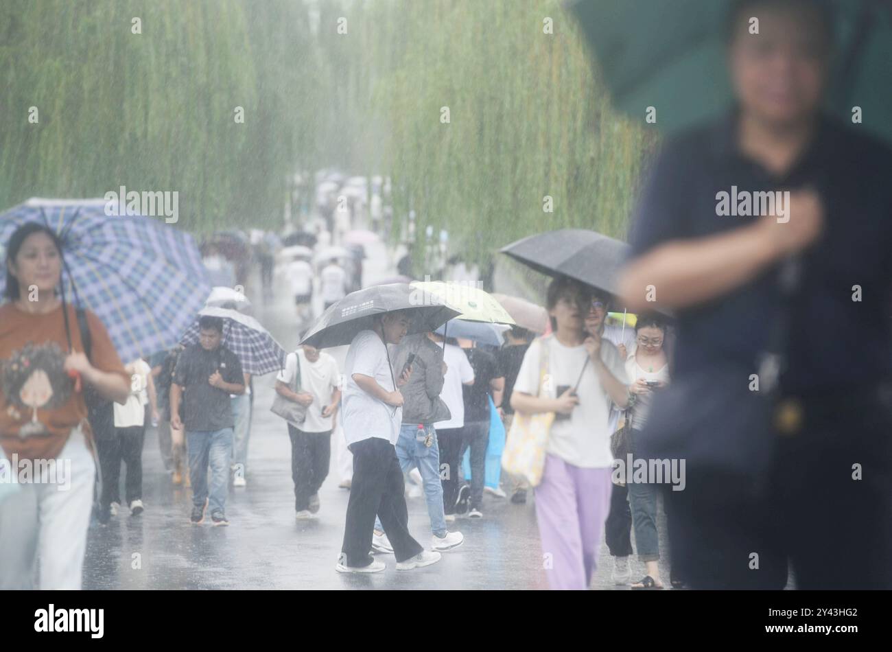 HANGZHOU, CHINA - SEPTEMBER 16, 2024 - Tourists visit the West Lake amid heavy rain brought by ...