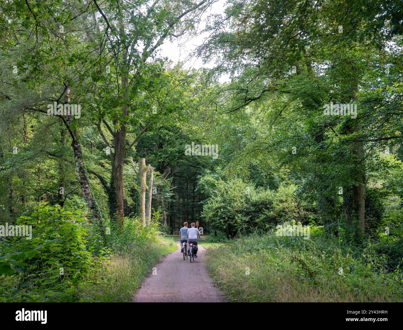 people ride bicycle on track through forest in the netherlands near ...