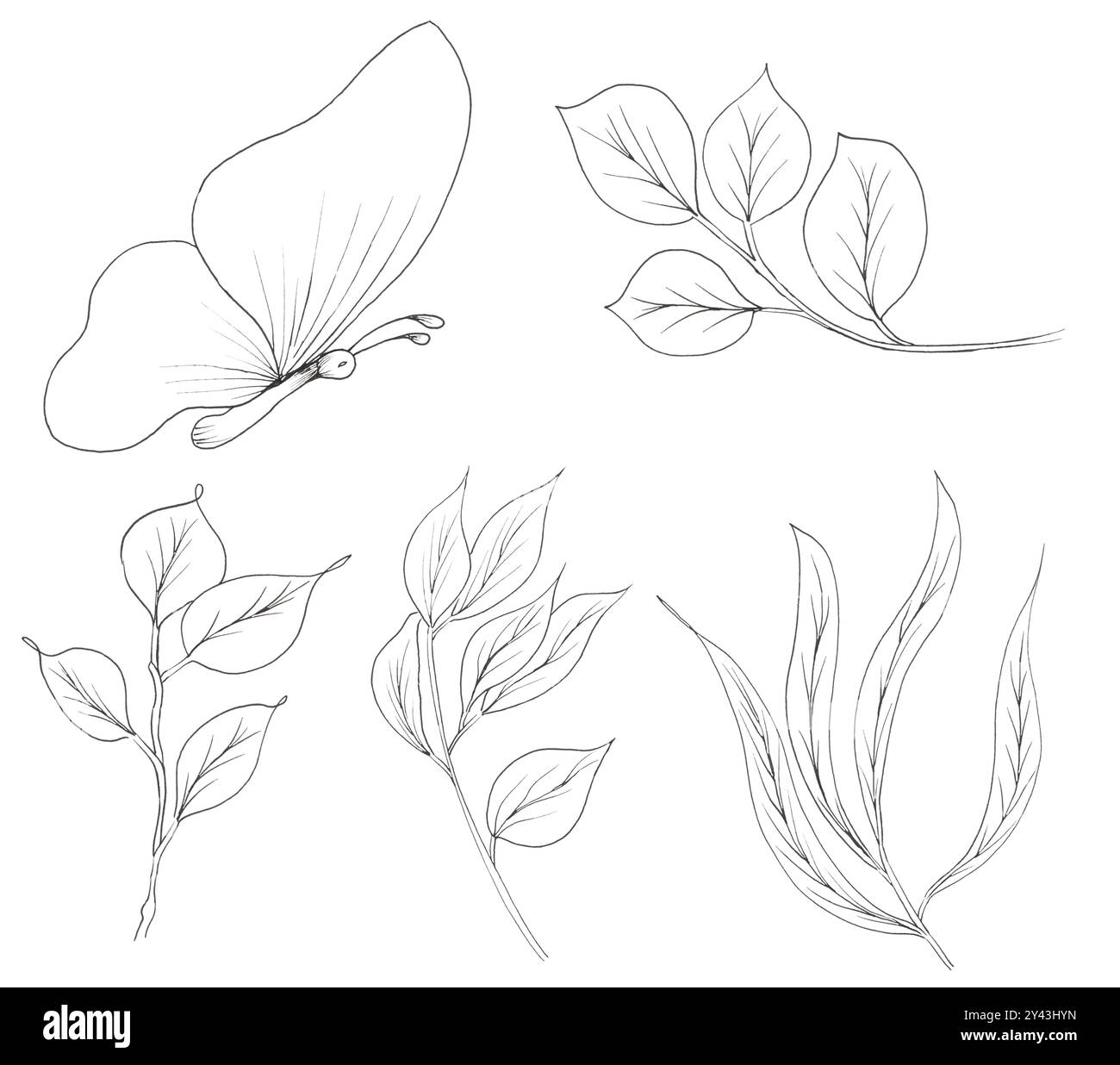 Graphic sketch leaves branch and butterfly illustration set, hand drawn ...