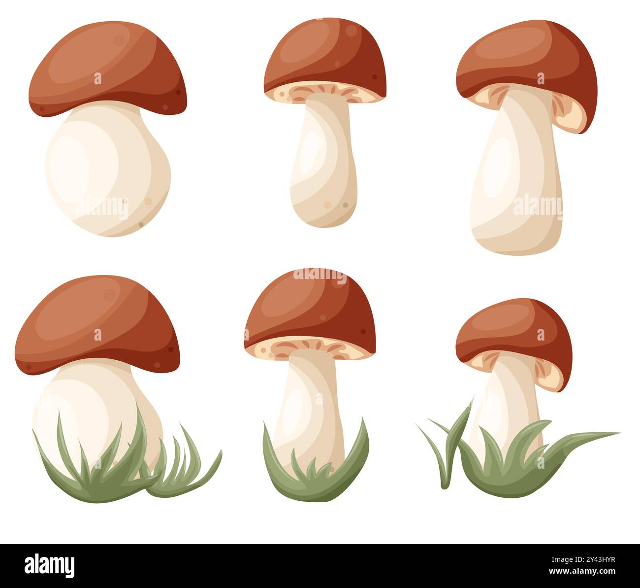 Vector forest mushrooms set illustration, graphic fungi clipart Stock ...