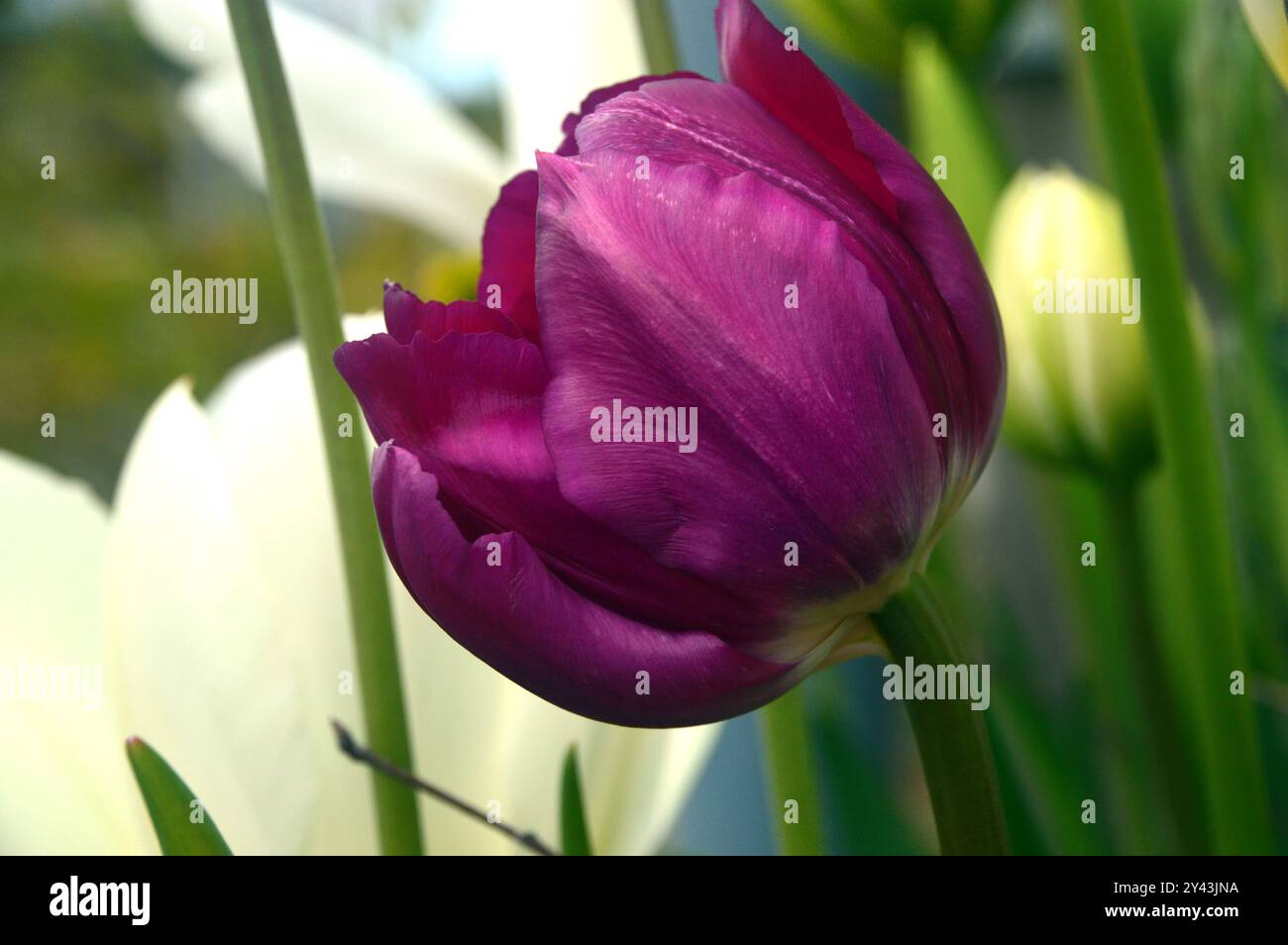 Single Maroon/Deep Purple Tulipa 'Queen of Night' Tulip Flower grown in ...