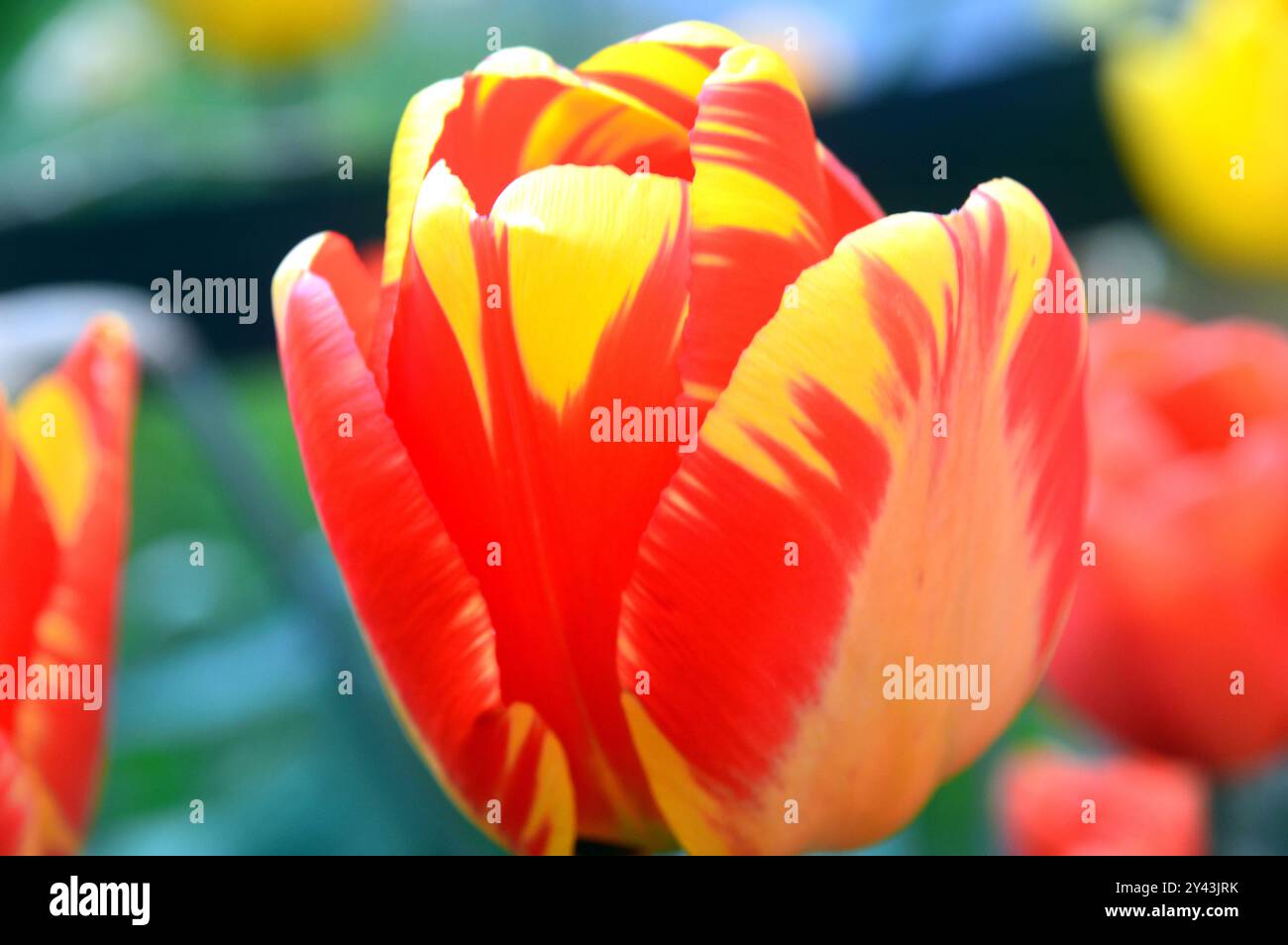 Single Solitary Red/Yellow Tulipa 'Helmar' Tulip Flower grown in the ...