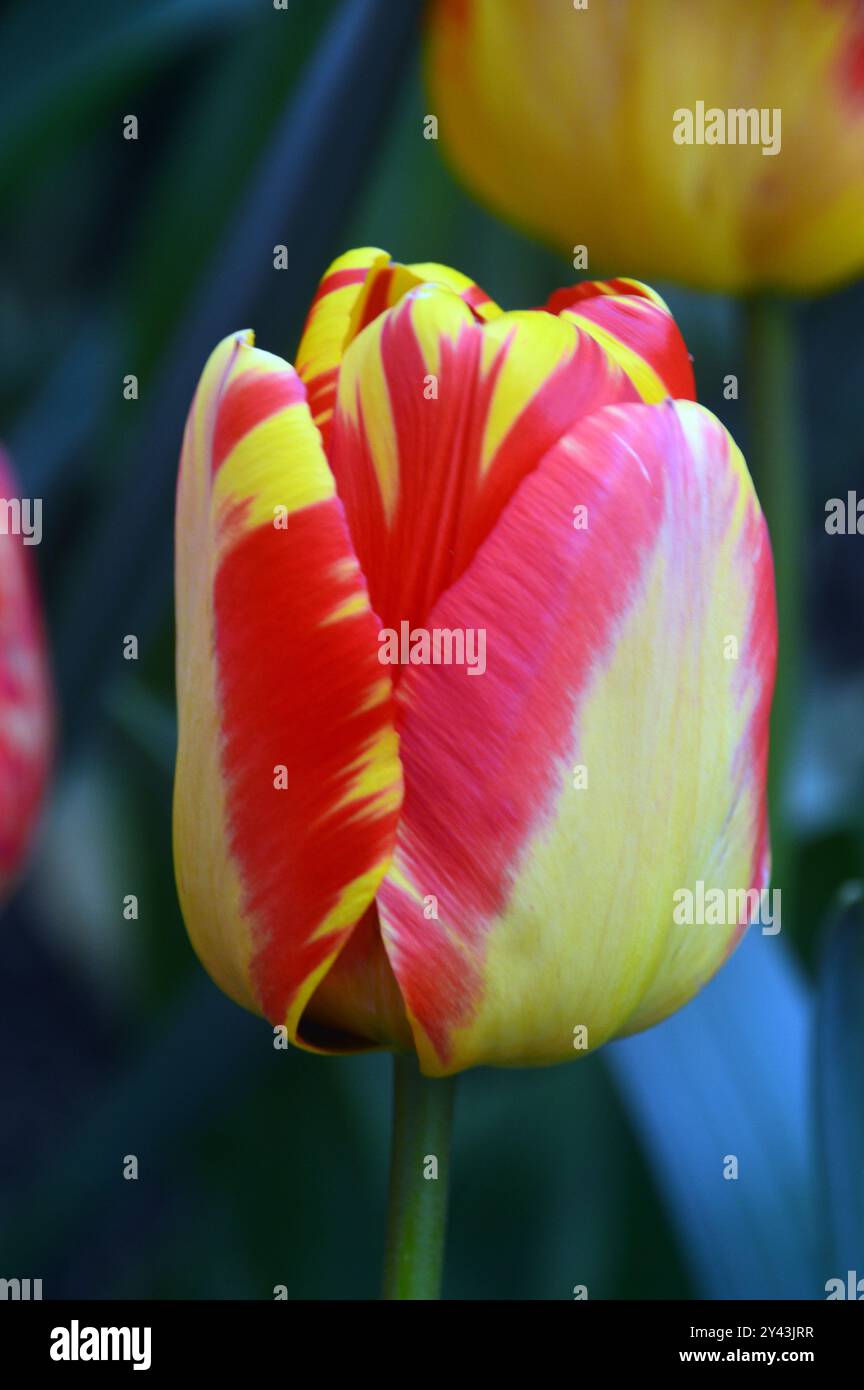 Single Solitary Red/Yellow Tulipa 'Helmar' Tulip Flower grown in the ...