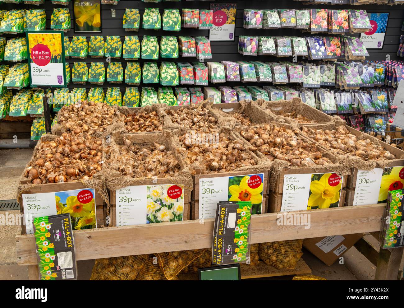 Selection of daffodil bulbs on display, Notcutts garden centre ...