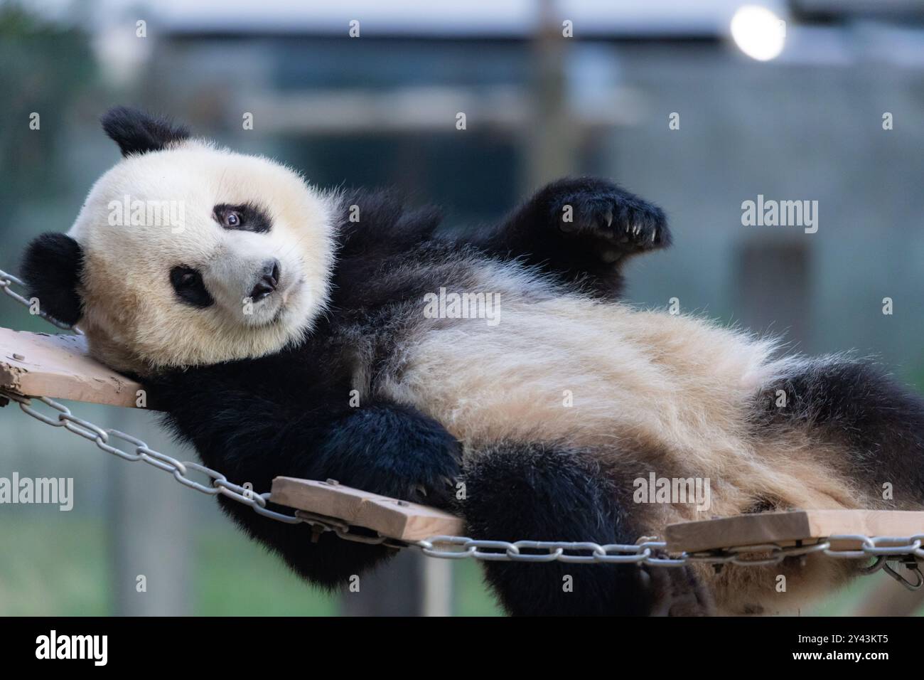 Chongqing, China. 16th Sep, 2024. Giant panda Yu Ai plays at Chongqing ...