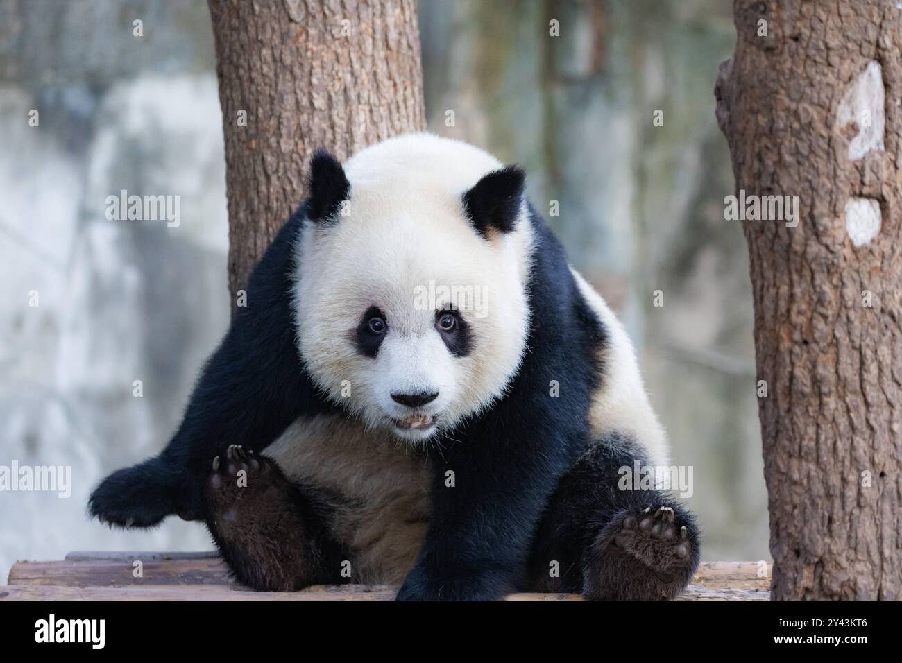 Chongqing, China. 16th Sep, 2024. Giant panda Yu Ai plays at Chongqing ...