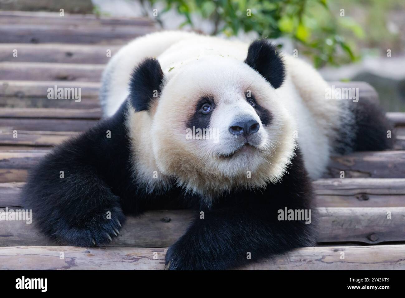 Chongqing, China. 16th Sep, 2024. Giant panda Xing Xing rests at ...