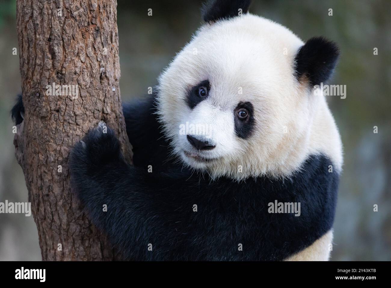 Chongqing, China. 16th Sep, 2024. Giant panda Yu Ai plays at Chongqing ...