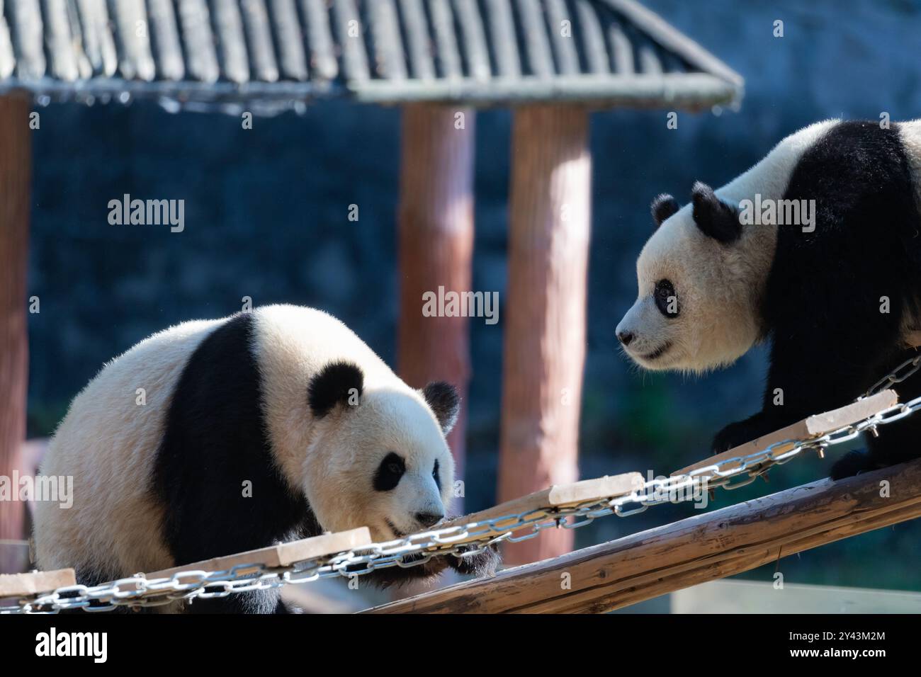 Panda interactions hi-res stock photography and images - Alamy