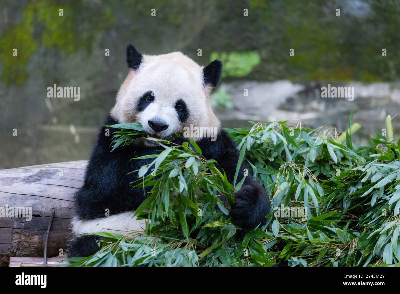 Chongqing, China. 16th Sep, 2024. Giant panda Yu Bei eats bamboo leaves ...
