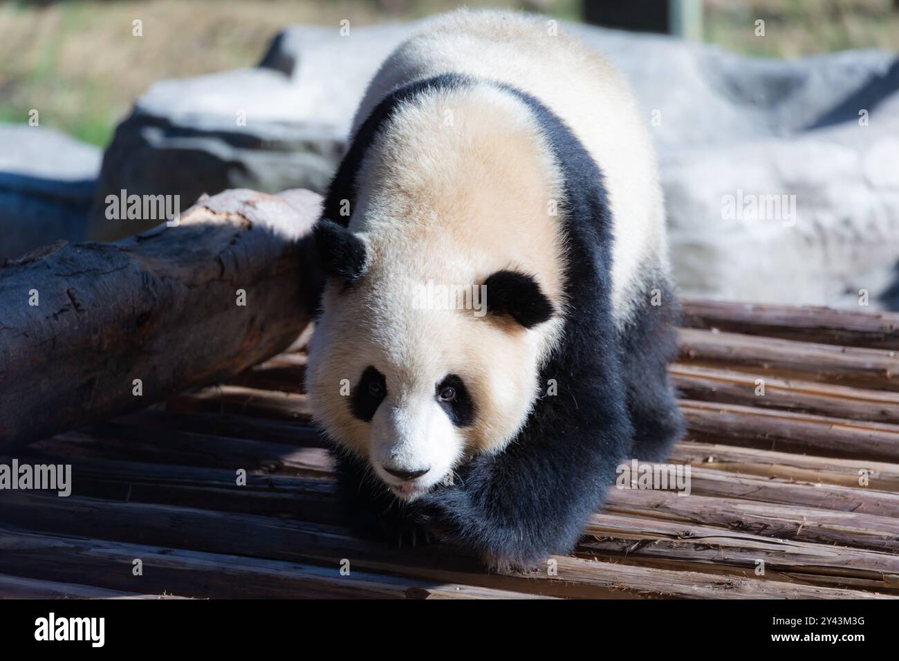 Chongqing, China. 16th Sep, 2024. Giant panda Yu Ai plays at Chongqing ...