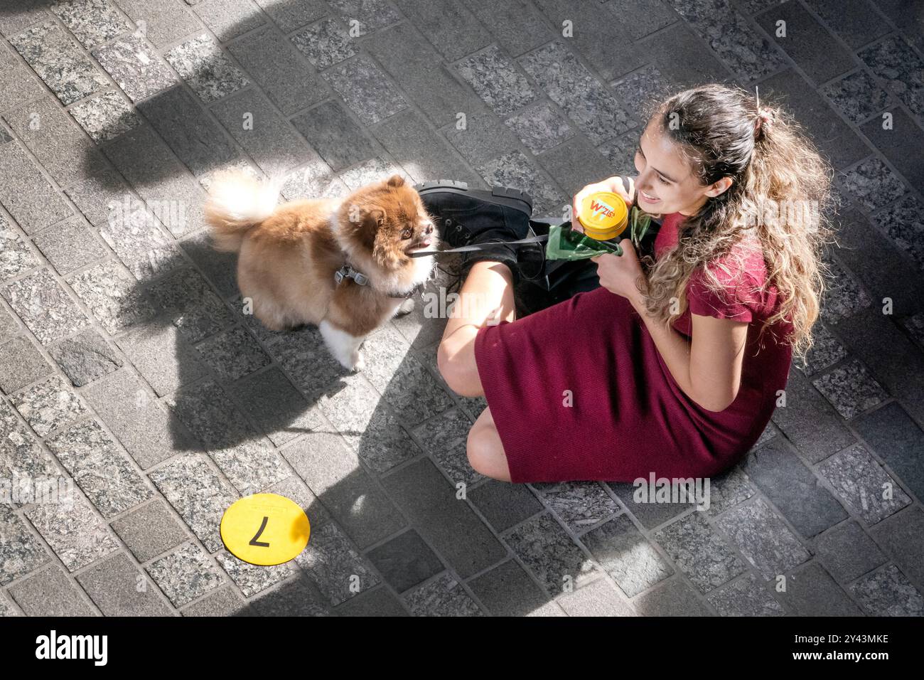 Pomeranian dogs at the 'Big Woof' dog show Coal drops yard Kings Cross ...