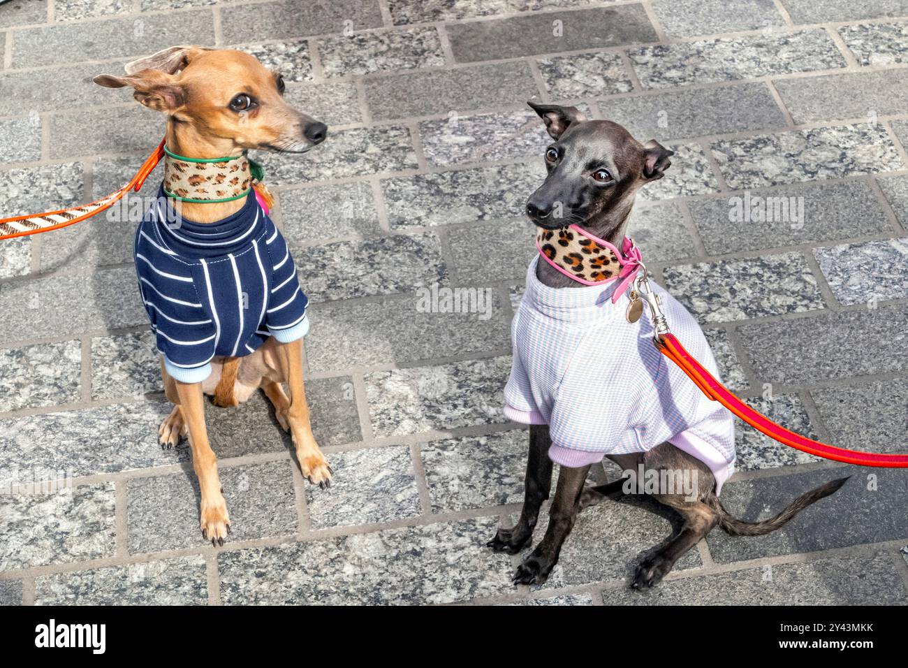Italian Greyhounds at the 'Big Woof' dog show Coal drops yard Kings ...