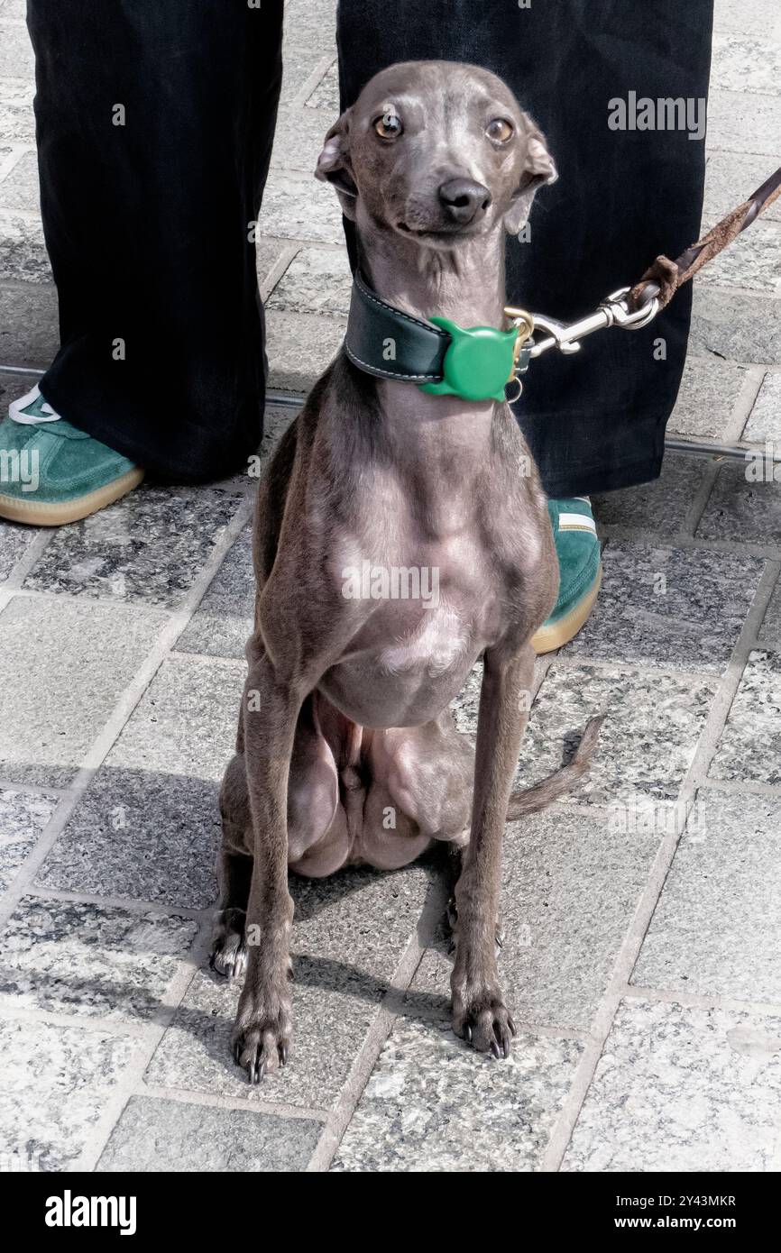 Italian Greyhounds at the 'Big Woof' dog show Coal drops yard Kings ...
