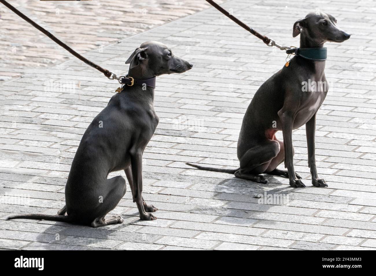 Italian Greyhounds at the 'Big Woof' dog show Coal drops yard Kings ...