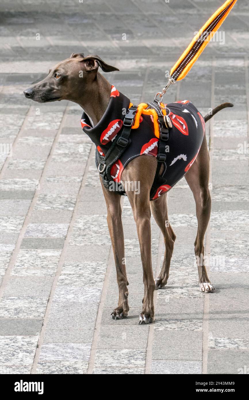 Italian Greyhounds at the 'Big Woof' dog show Coal drops yard Kings ...
