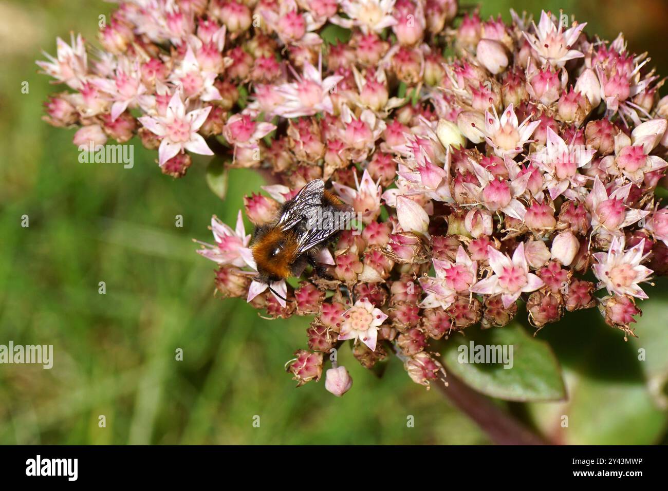 Common carder bee (Bombus pascuorum) family Apidae. On flowers Orpine ...