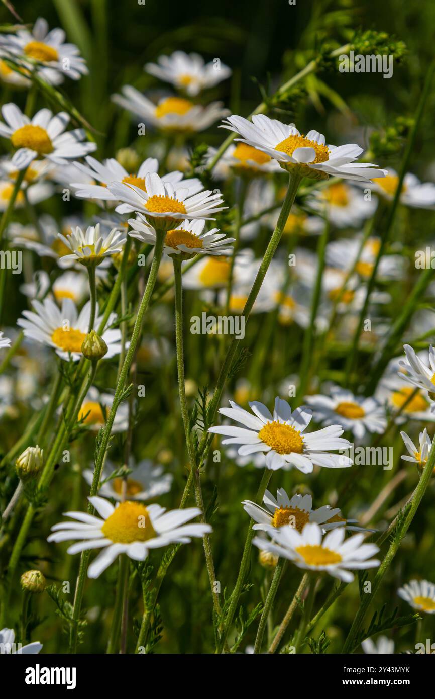 Wild daisy flowers growing on meadow, white chamomiles. Oxeye daisy ...