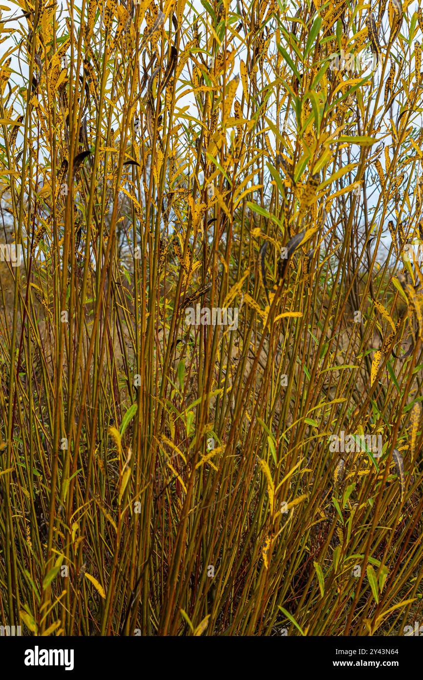 Salix purpurea purple willow or osier is a species of Salix native to ...