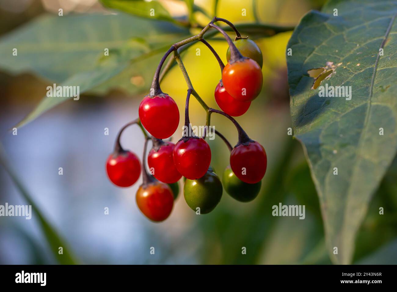 Climbing nightshade hi-res stock photography and images - Alamy