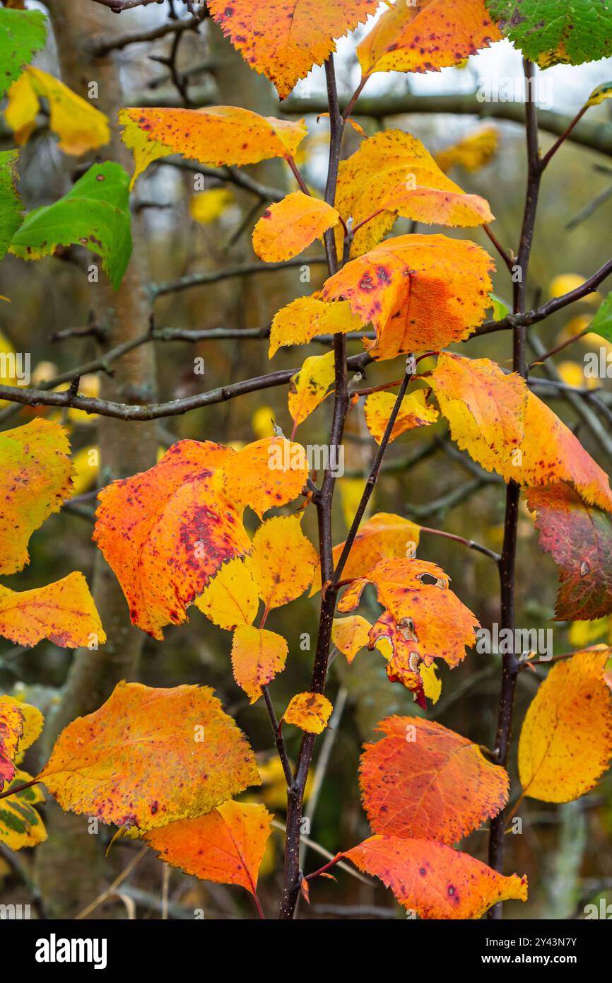 An image of autumn leaves with the forest background Stock Photo - Alamy