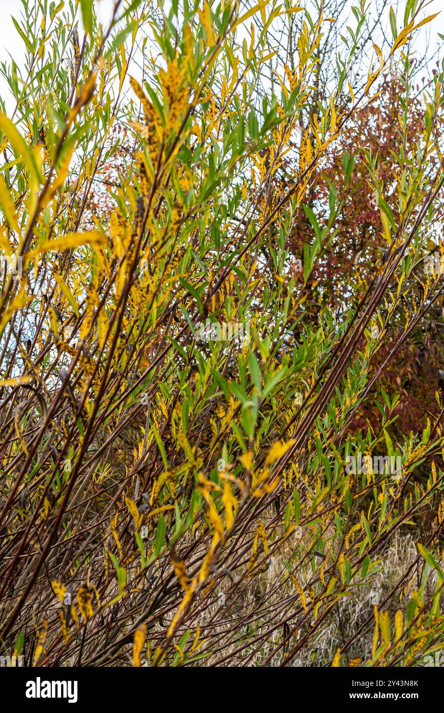 Salix purpurea purple willow or osier is a species of Salix native to ...