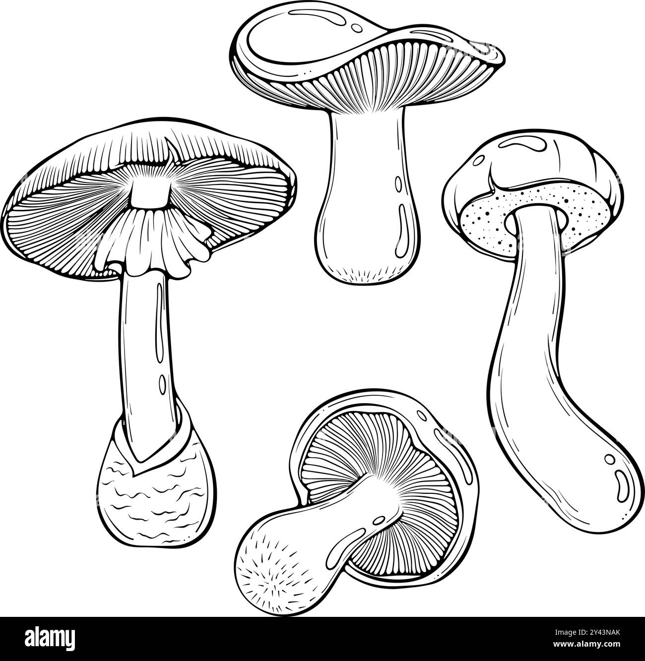 Forest mushrooms Black and White Stock Photos & Images - Alamy