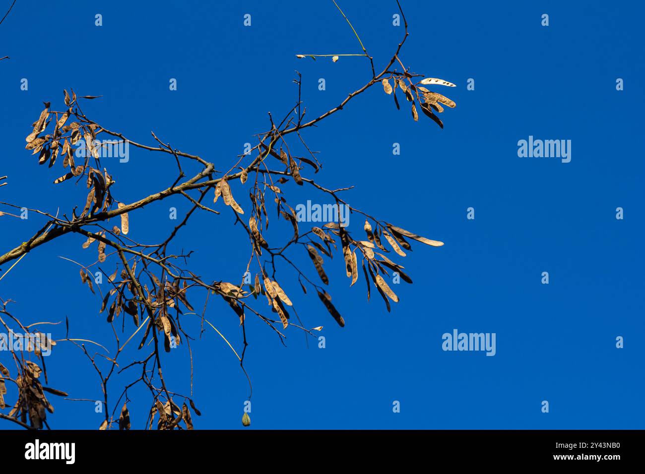 Close up of a brown color 'Robinia pseudoacacia' seed pod against a ...