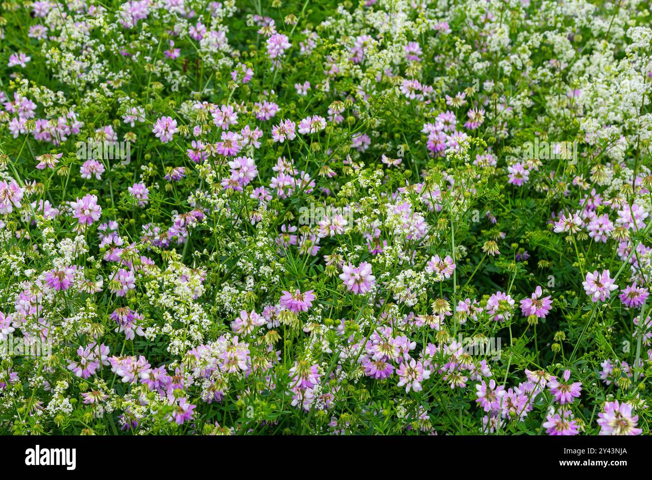 the flowers of Securigera varia - crownvetch, purple crown vetch Stock ...
