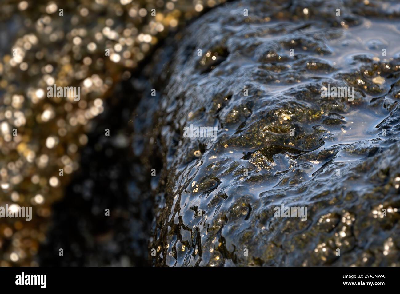 combtooth blenny fish - Alticus monochrus, unique small fish from ocean ...