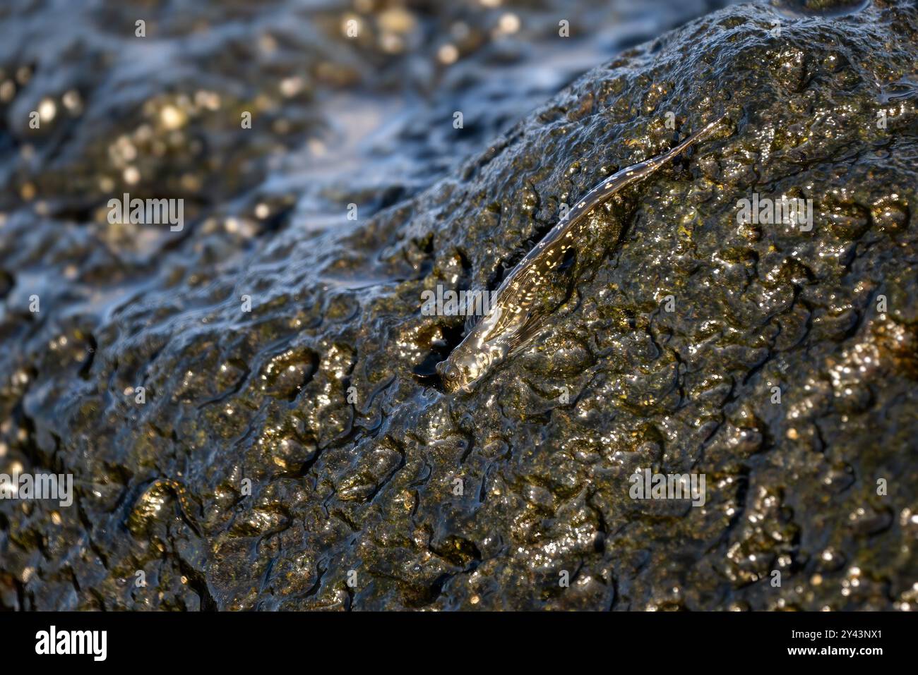 combtooth blenny fish - Alticus monochrus, unique small fish from ocean ...