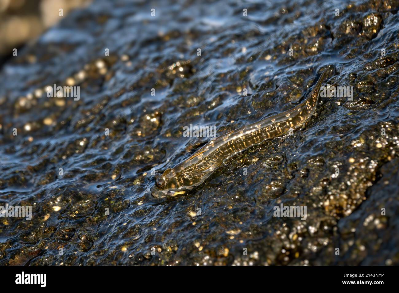 combtooth blenny fish - Alticus monochrus, unique small fish from ocean ...