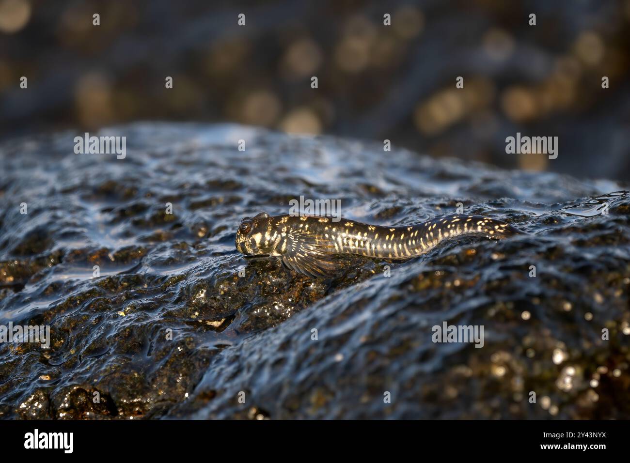 combtooth blenny fish - Alticus monochrus, unique small fish from ocean ...