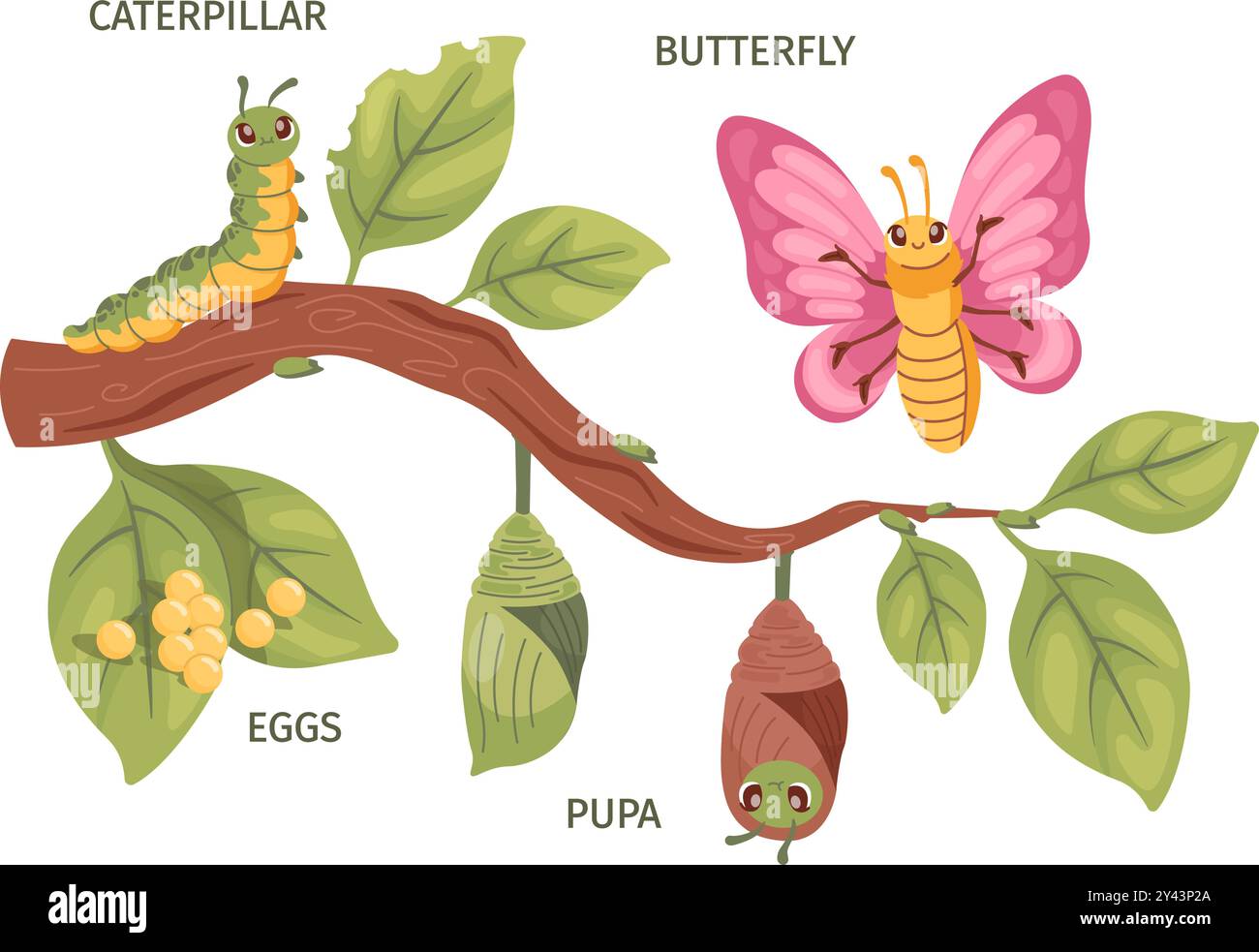 Cartoon caterpillar metamorphosis. Cute butterfly development ...