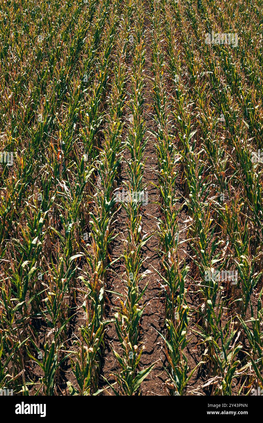 Aerial view of cultivated corn crop rows in field from drone pov, high ...