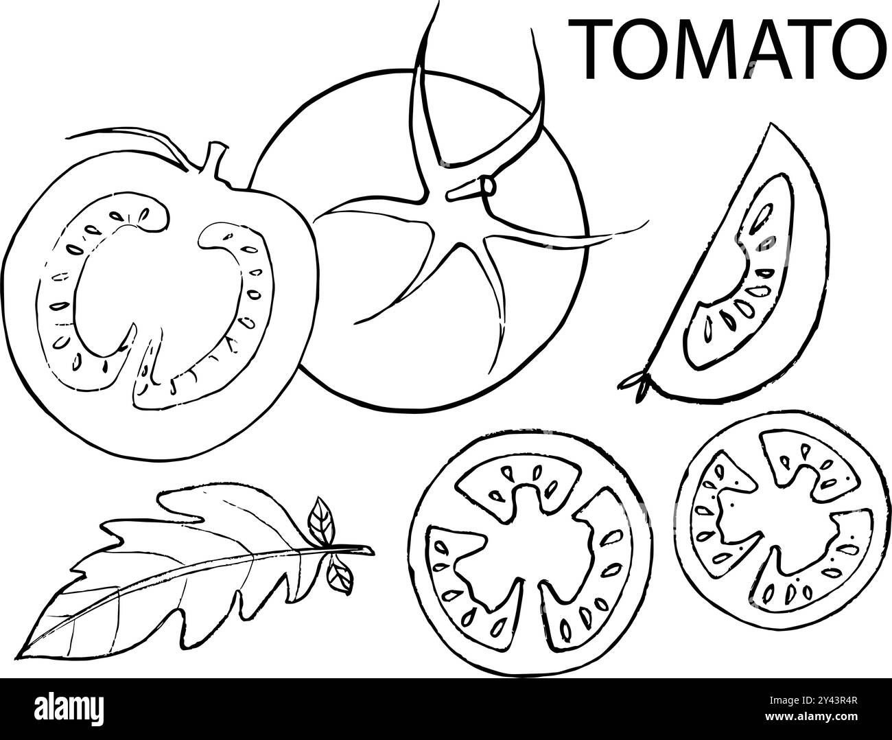 hand drawn illustration of tomatoes, tomatoes hand drawn Stock Vector ...