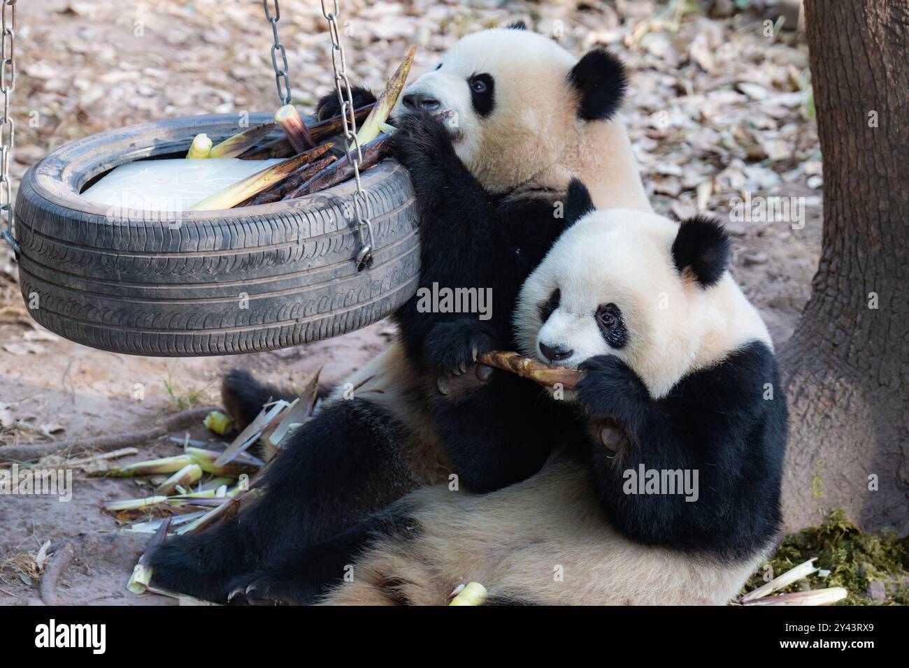 Chongqing, China. 16th Sep, 2024. CHONGQING, CHINA - SEPTEMBER 16, 2024 ...